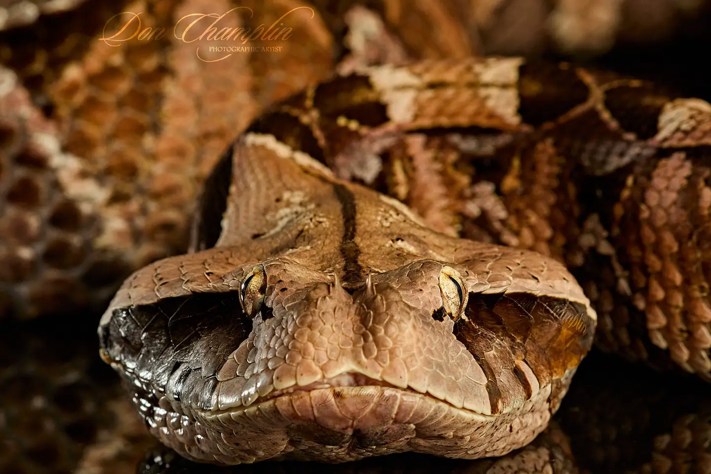 Meet The Enigmatic Gaboon Viper - Master Of Camouflage - Memehead