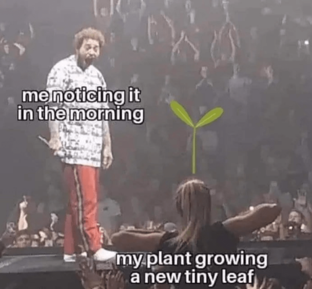 40 Witty Memes For People Who Love Their Plants More Than They Love ...