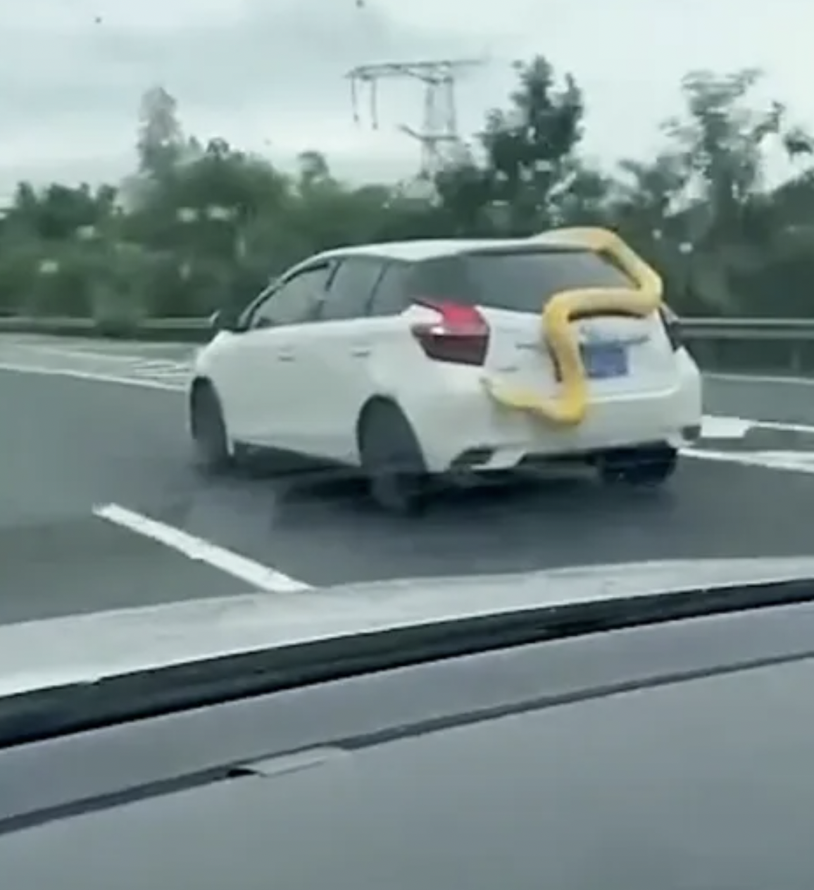 Enormous Python Emerges From Car On Chinese Highway - Memehead