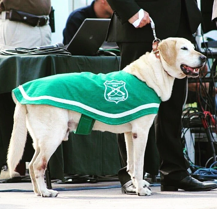 10 Police Dogs Keeping Our Communities Safe - Memehead