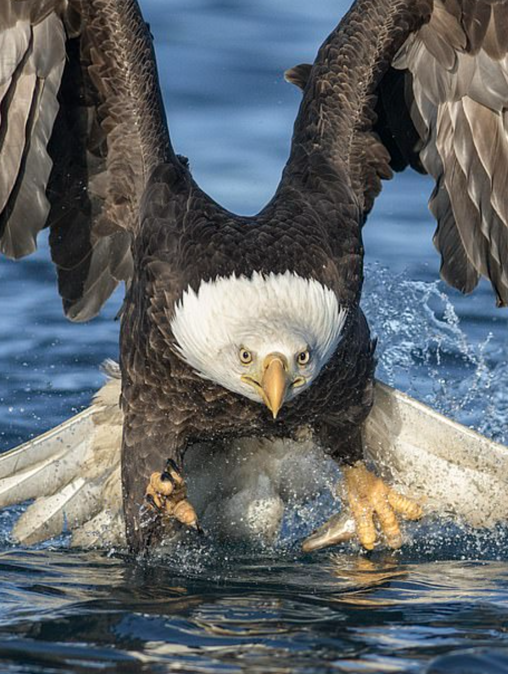 Photographer Captures Bald Eagle Snatching Fish From Alaskan Waters