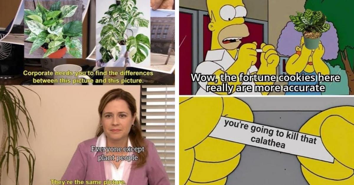 40 Witty Memes For People Who Love Their Plants More Than They Love ...
