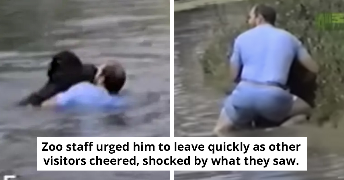 Man Leaps Into Zoo Enclosure To Rescue Drowning Chimp - Memehead