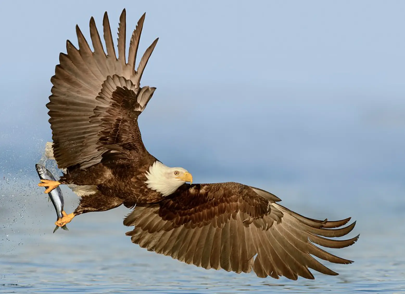 Photographer Captures Bald Eagle Snatching Fish From Alaskan Waters
