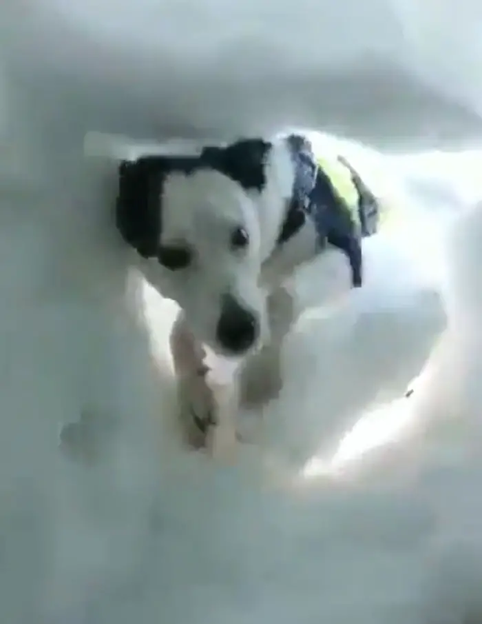 Man Films His Mountain Rescue By A Heroic Dog - Memehead