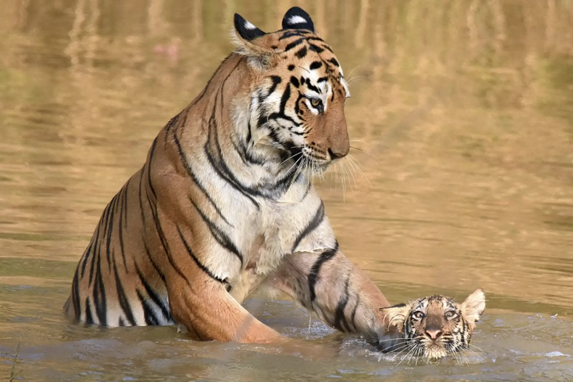 Watch Tiger Mom Bathing Her Cub In The River - Memehead
