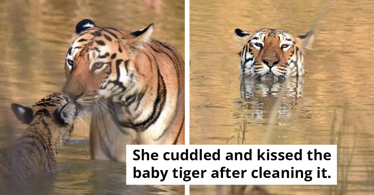 Watch Tiger Mom Bathing Her Cub In The River - Memehead