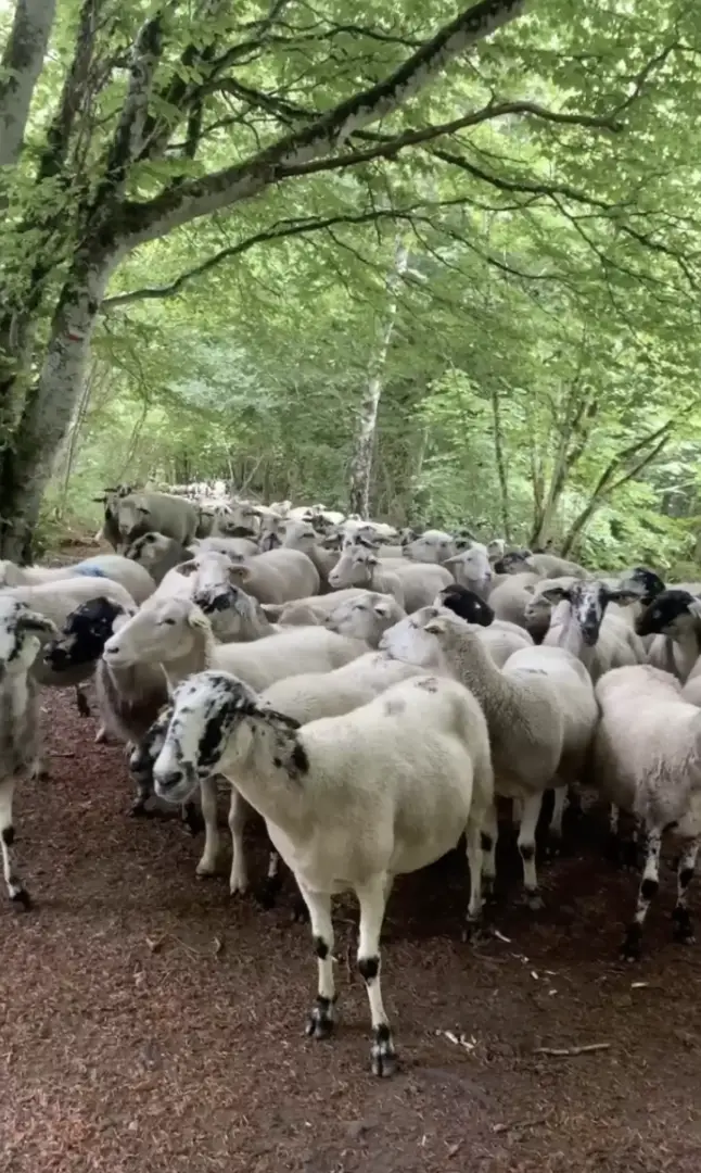 Runner Surprised To Discover She's Being Followed By A Flock Of Lost ...