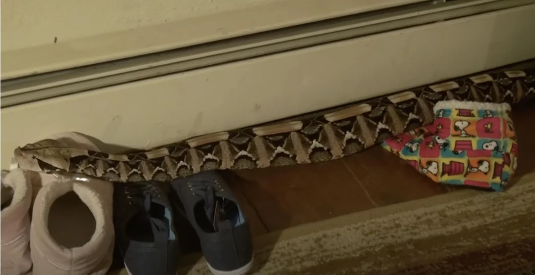 Meet The Enigmatic Gaboon Viper - Master Of Camouflage