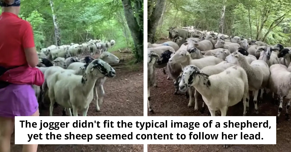 Runner Surprised To Discover She's Being Followed By A Flock Of Lost ...