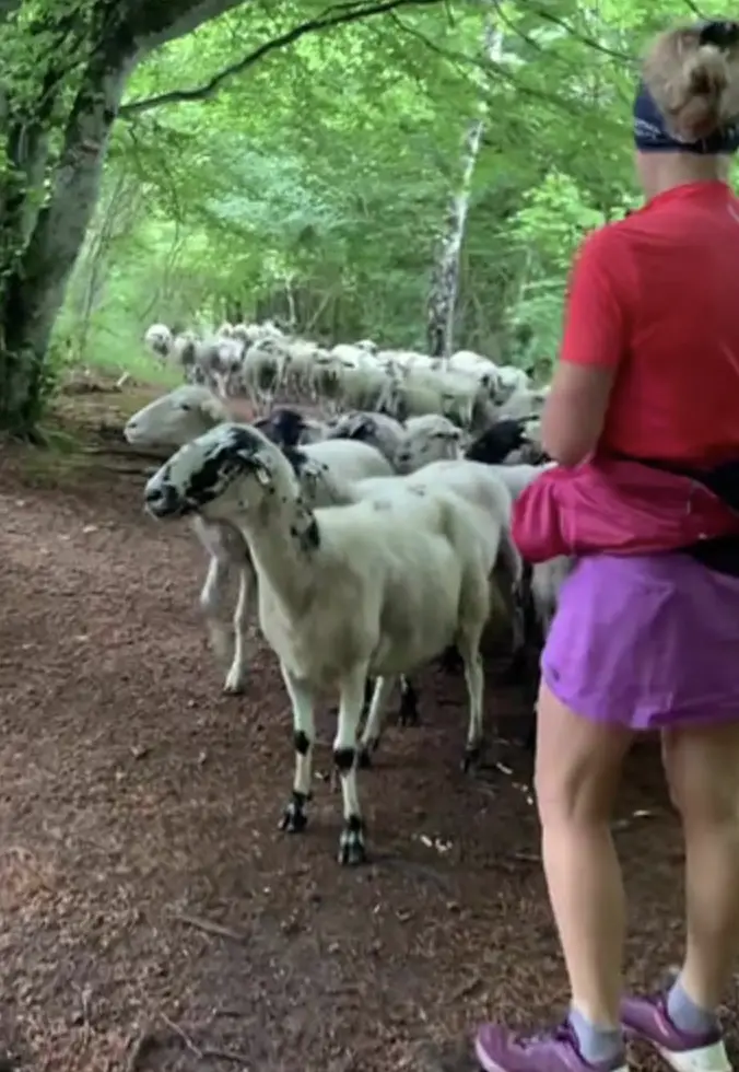 Runner Surprised To Discover She's Being Followed By A Flock Of Lost ...