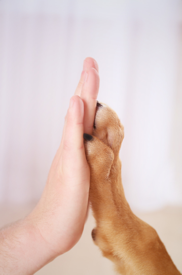 Canine Lover Tries To Understand Meaning Behind Dog Raising Paws After ...