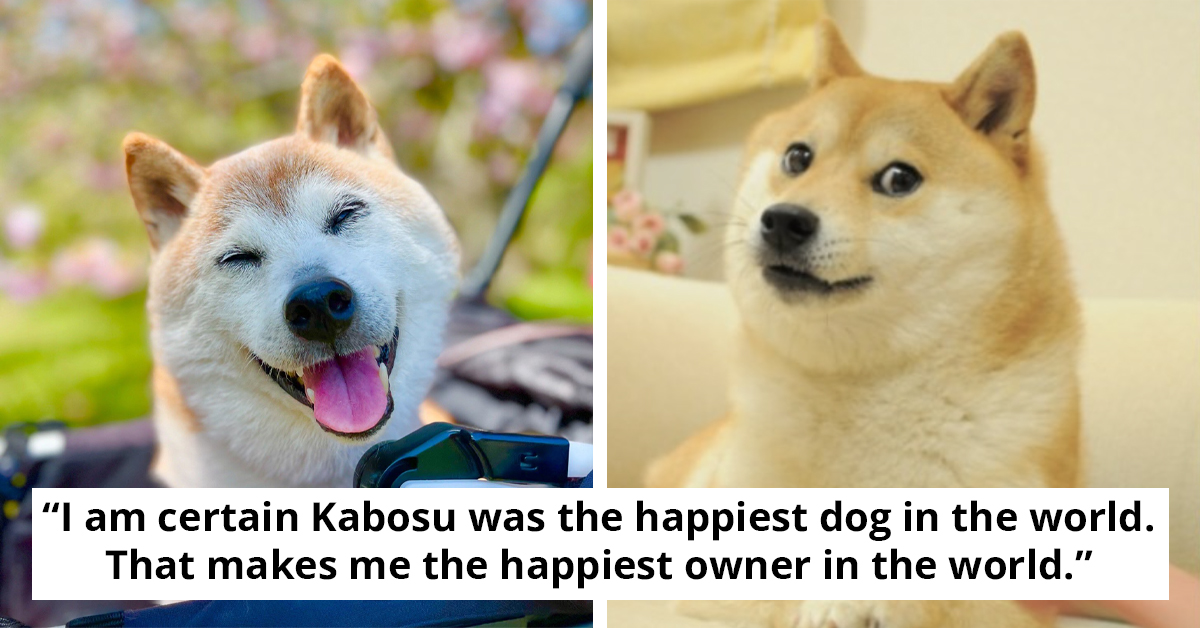 Kabosu, The Shiba Inu Behind The 'Doge' Meme, Sadly Passes Away - Memehead