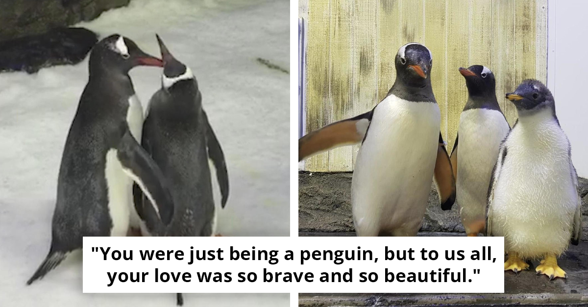This Beloved Penguin Was Famous For A Fascinating Reason—And The World ...