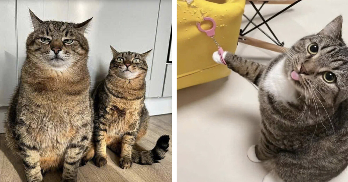 Your Day Is About To Be Lit With These 50 Mesmerizing Cat Pictures ...