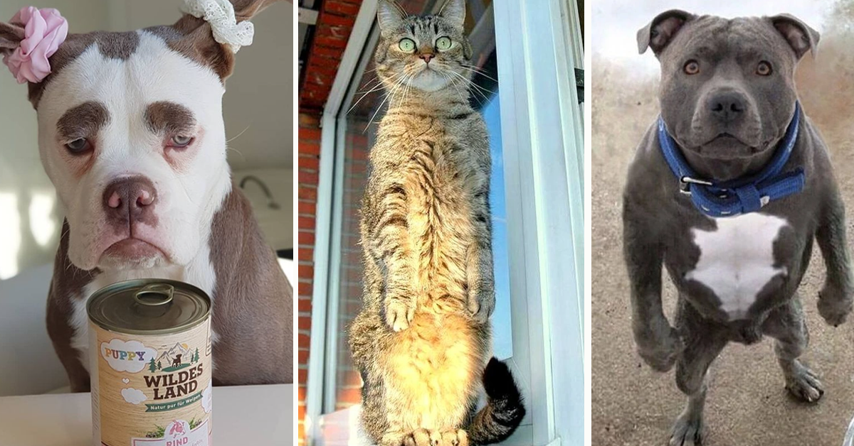 Furry Funnies -19 Photos Guaranteed To Make You Laugh Out Loud - Memehead