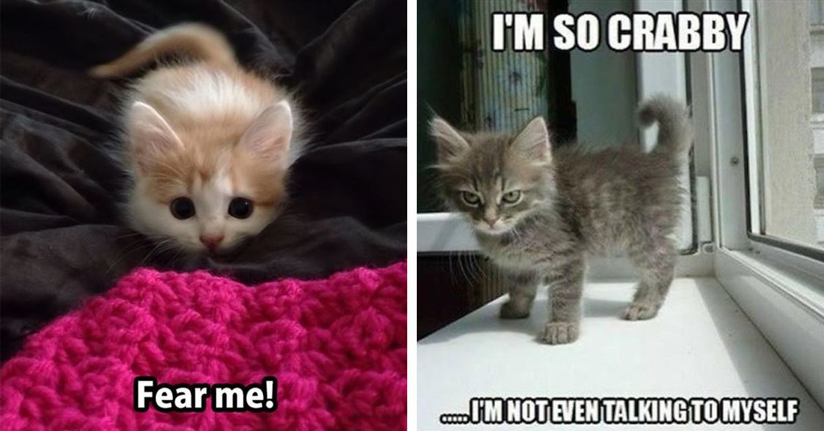 20 Of The Most Adorable Kitten Memes That Are Sure To Brighten Your Day ...